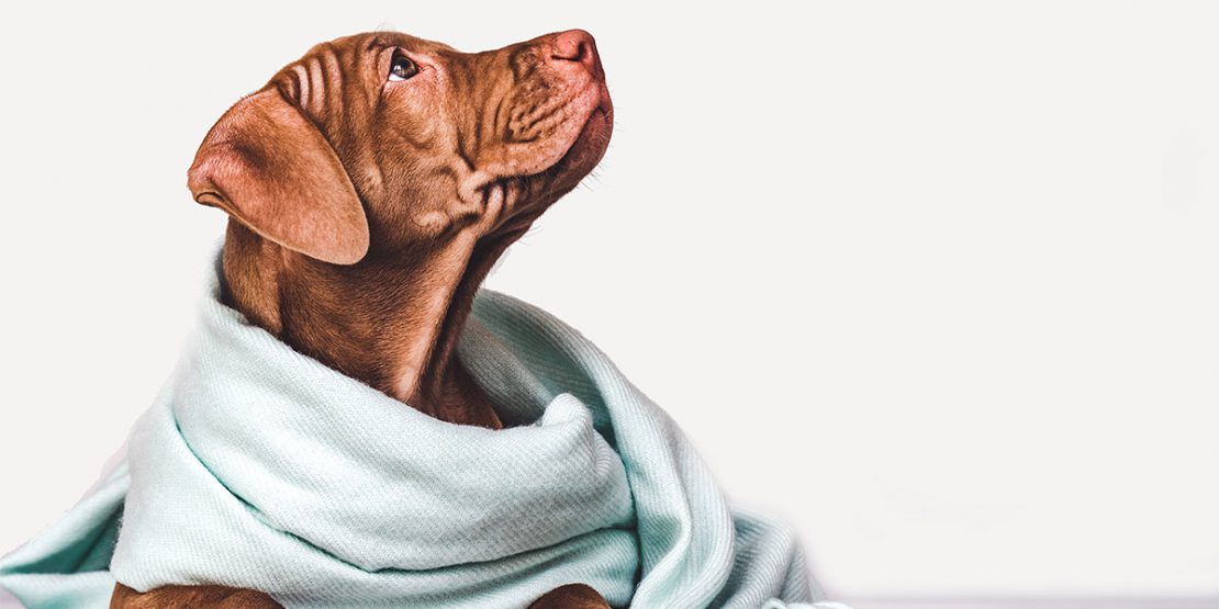 Por qué tiemblan los perros | 7 razones y consejos para evitar que ocurra