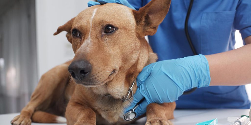 Moquillo en perros: una enfermedad prevenible y tratable - Blog de Occident