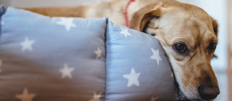 ¿Cómo son los granos en perros y cómo pueden tratarse?